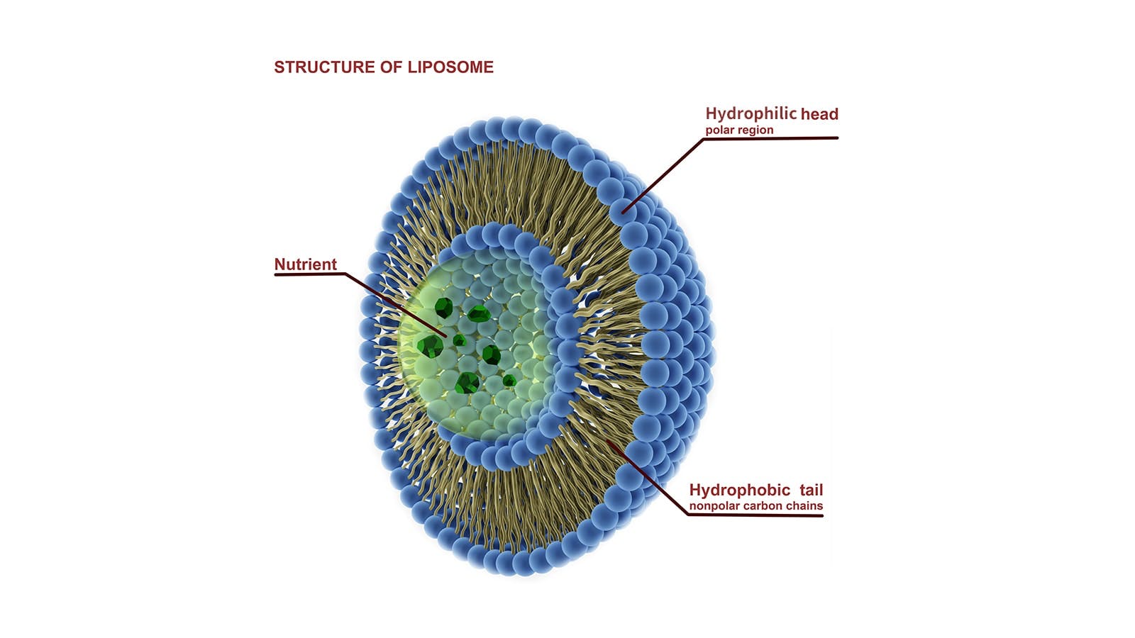 Liposome, Small in Size, Large in Contribution | TCI-Private Label ...