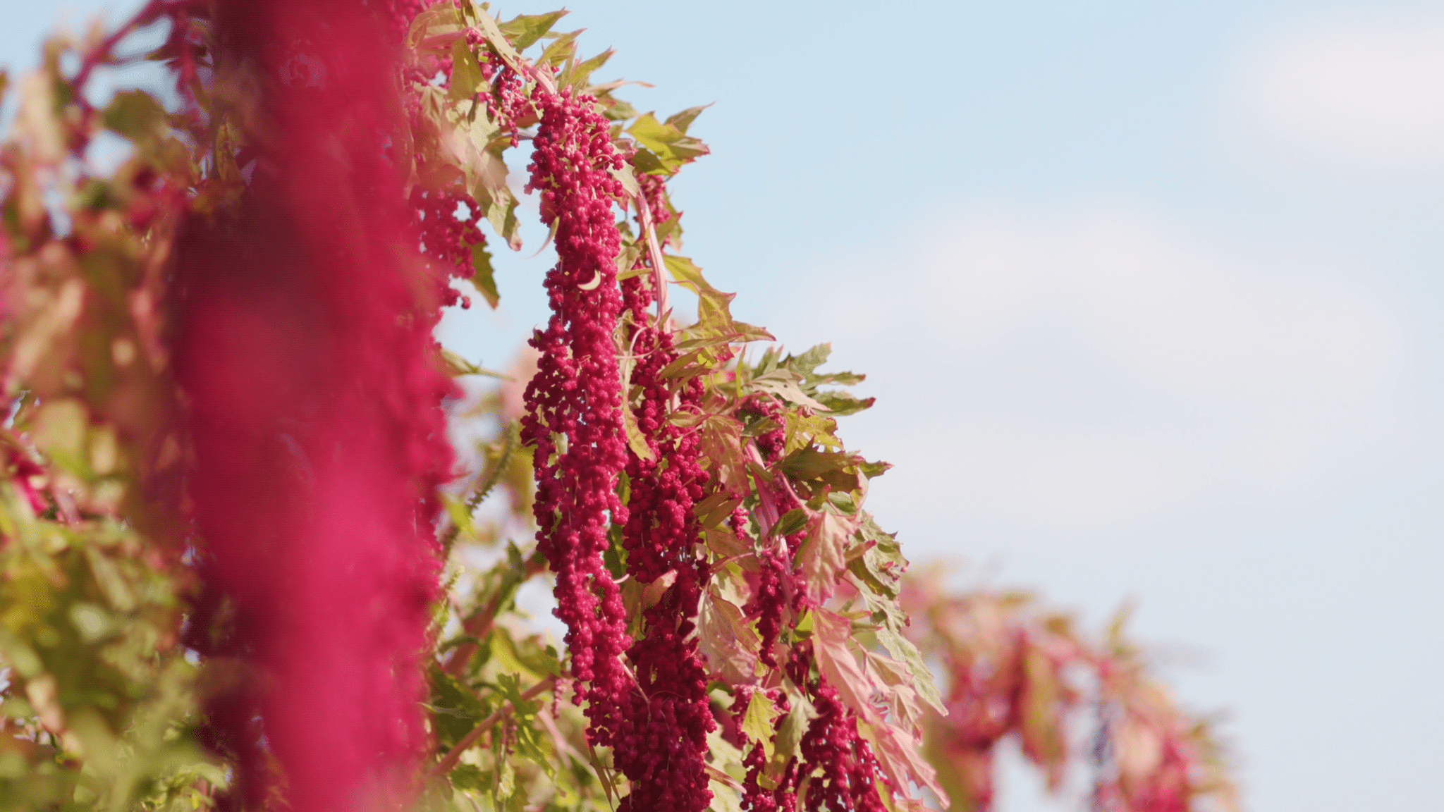 Proven Ingredients. Transparent Claims. | TCI-Private Label Supplement ...